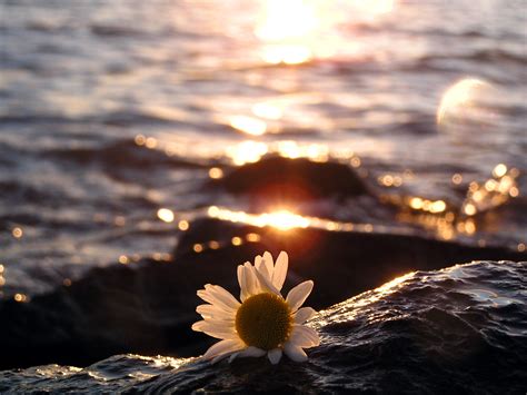 Beauty Divine By Chirilas On Deviantart