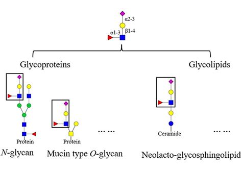 Glycolipids And Glycoproteins