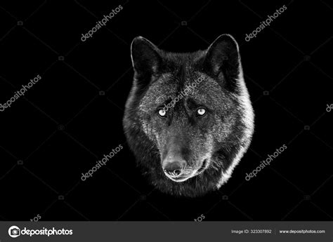 Schwarzer Wolf Tapete Widescreen