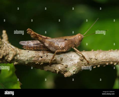 Camouflage Grasshopper On Tropical Forests Of Western Ghats South