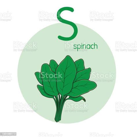 알파벳 문자 S 어퍼 케이스 또는 어린이 학습 연습 Abc를위한 대문자와 시금치의 벡터 그림 건강한 식생활에 대한 스톡 벡터