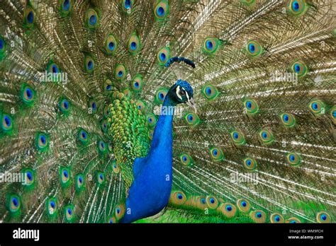 Beautiful Male Peacock With Its Colorful Tail Feathers Spread Stock
