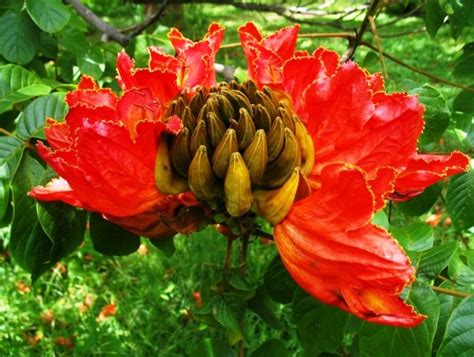 TulipÁn Africano