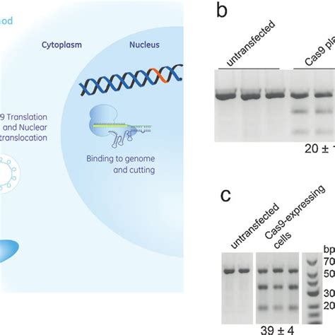Pdf Versatility Of Chemically Synthesized Guide Rnas For Crispr Cas9 Genome Editing