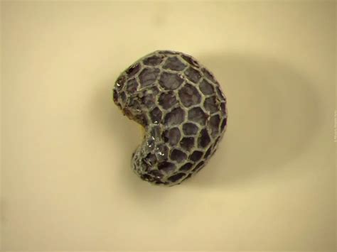 Tick Nest And What Do Tick Eggs Look Like New Photos 2021 Ticks