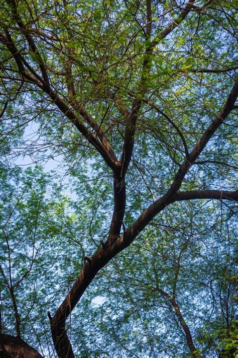 Sunlight Passing Through Tree Leaves In Tropical Forest Stock Image Image Of Jungle Forest