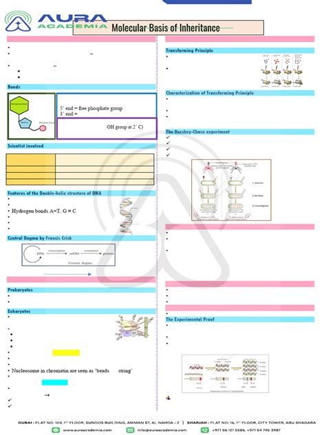 Molecular Basis Of Inheritance Pdf Operon Dna