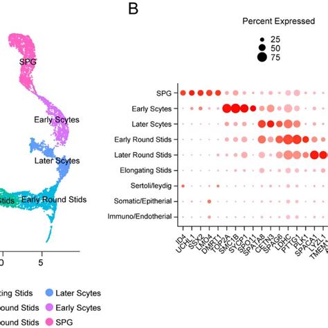 Single Cell Transcriptome Profiling From Published Adult Human Testes