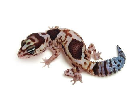 Белый геккон 66 фото красивые фото и картинки Pofoto Club