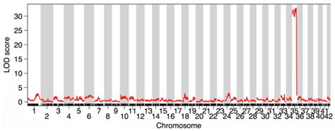 The Acrocentric Linkage Group Bc35 Is Highly Associated With Sex In