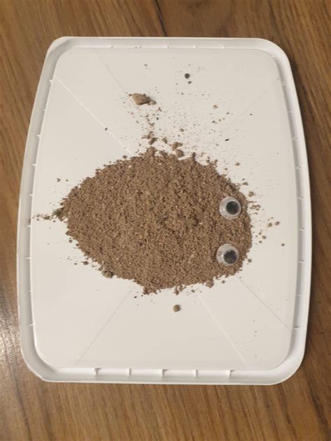 Poor Rabbit Reyebombing