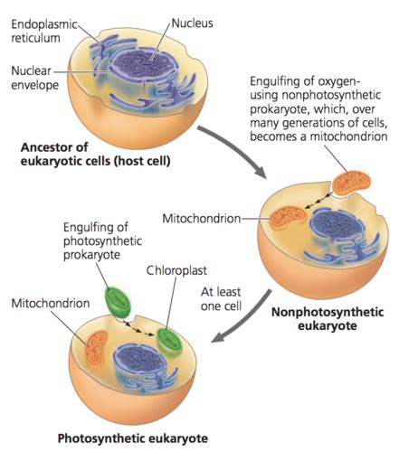IB DP Biology Cellular Structure Study Notes