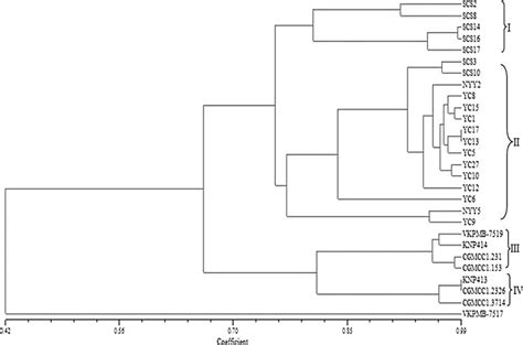dendrogram based on random amplified polymorphic dna rapd pattern