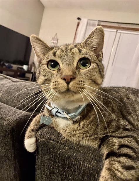 Lil Bb Peanuts Rpeanutwhiskers