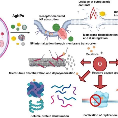 Effect Of Application Of Different Types Of Nanoparticles On Cellular Download Scientific