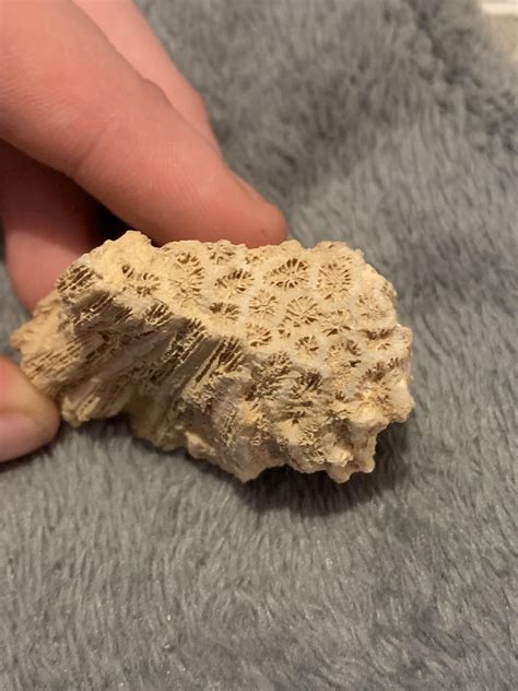 Is This Coral Fossil R Fossilid