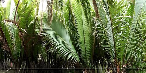 Le Raphia Une Plante Pour Des Créations Originales