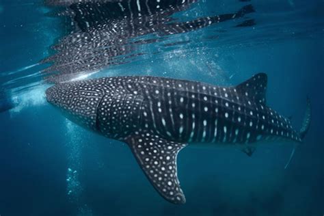 Scuba Diving The Philippines Marine Life Dive Magazine
