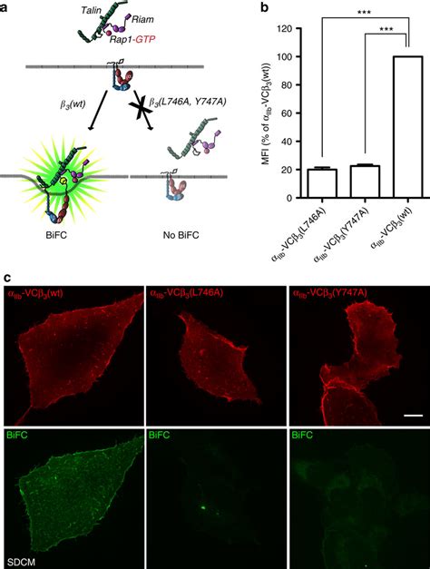 Formation Of The Mit Complex Depends On Talin Interaction With The