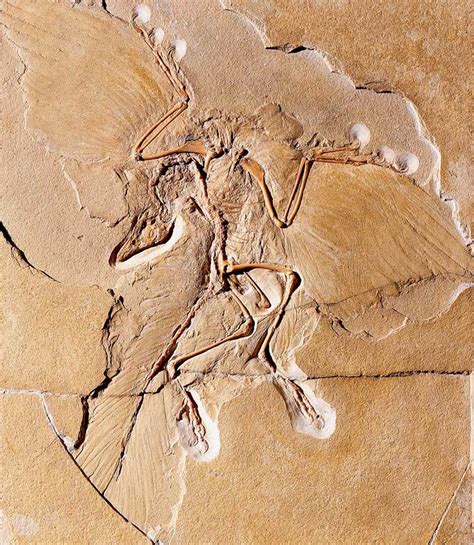 Archaeopteryx Facts About The Transitional Fossil Live Science