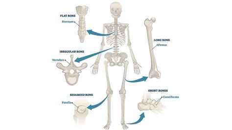 Types Of Irregular Bones