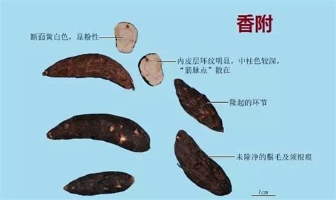 中藥養生小故事香附 每日頭條