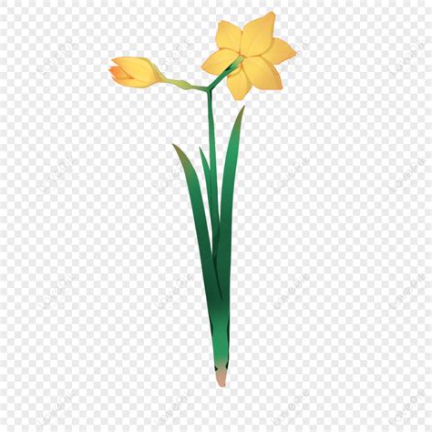 수채화 일러스트 노란 수선화 클립 아트 꽃잎아이디어성장 Png 일러스트 무료 다운로드 Lovepik