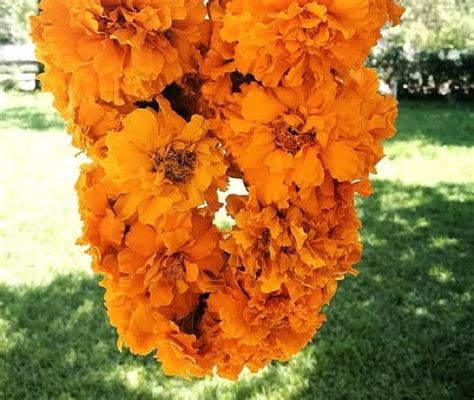 როგორ გავახმოთ და დავფქვათ სურნელოვანი ზაფრანა ისე რომ ფერი და სუნი შეუნარჩუნდეს Gemrielia Ge