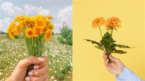 ¿por Qué Se Regalan Flores Amarillas En Septiembre Y Qué Significa