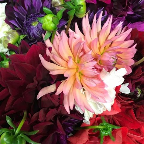 Tim Hortons Fort Frances On The Twelfth Day Of Timsmas My Best Bud