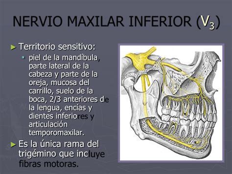 Anatomía Del Nervio Maxilar Distribución De Las Tres Ramas Del