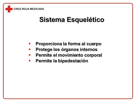 Sistema Musculo Esqueletico Ppt