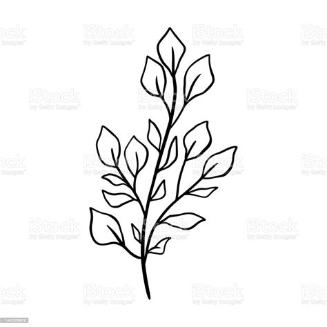 유칼립투스 잎 벡터 그림입니다 꽃 손으로 그린 가지 선형 요소 보호 우아한 잎은 흰색 배경에 고립되어 있습니다 유칼립투스 단풍 실루엣 라인 아트 낙서 잔디 아이콘 검은색에
