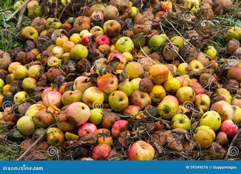 Rotten Apples As Discarded Garbage Lie On The Ground Bad Apple And