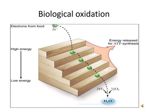 Biological Oxidation Of Atp Synthesis Part Ii Ppt
