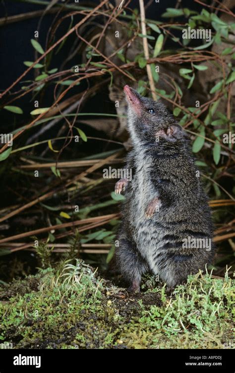 Dusky Antechinus Antechinus Swainsonii Photographed In Tasmania
