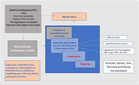 The Stem Cells Antiviral Nucleic Acids Represented By The Rnai Can Download Scientific Diagram