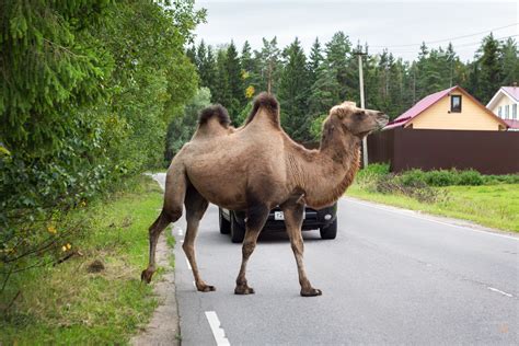 …и фенек пошел по своим делам — Страница 2 — блог московского нытика