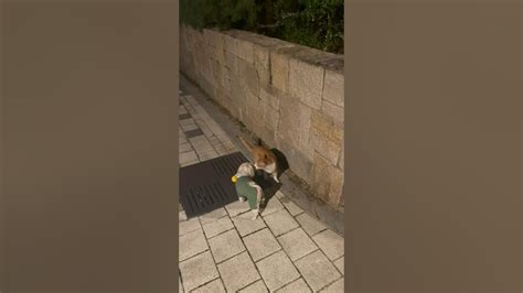 ‘그 고양이와 다시 만난 강아지 I Am 어색해요🐶 Youtube