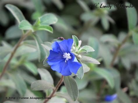 Blue Daze Evolvulus Glomeratus