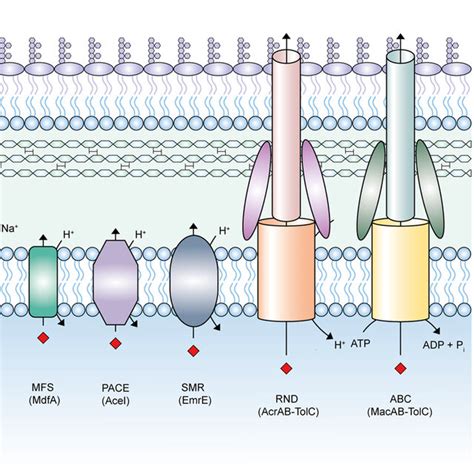 Families Of Mdr Efflux Pumps This Schematic Delineates The Efflux Pumps