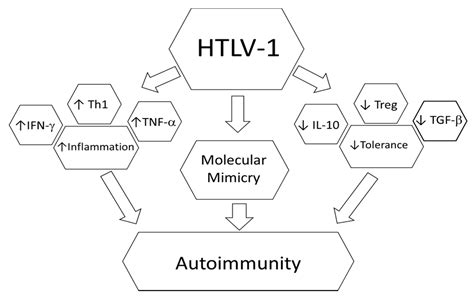 Viruses Free Full Text Htlv 1 Immune Response And Autoimmunity