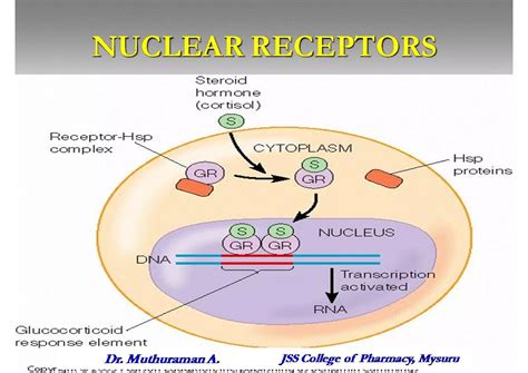 7 Signal Receptors That Regulate Transcription Factors Ppt