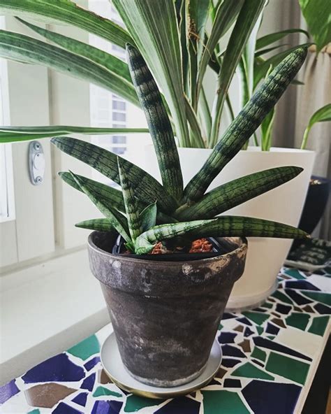 19 Succulents That Look Like Aloe Succulent Garden Web