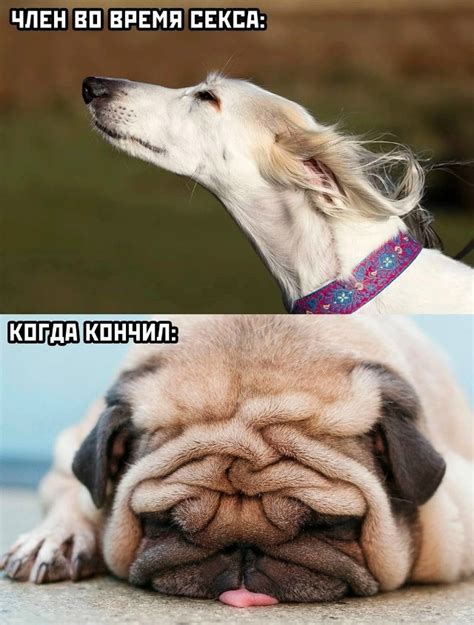 Sex Memes Зачем нужен секс если есть наши мемы 2024 ВКонтакте