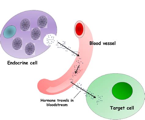 A Hormone Is A And The Target Cell Is Detroit Chinatown