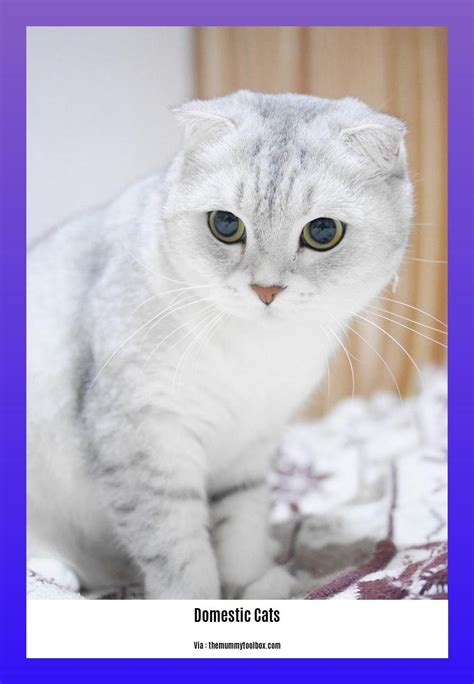 Fascinating Facts About Domestic Cats Unveiling The Enigmatic World Of Feline Behavior