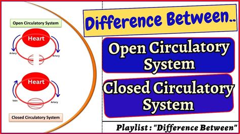 Open Vs Closed Circulatory System Efficiency