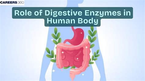 Digestive Glands Types Functions And Neet Notes