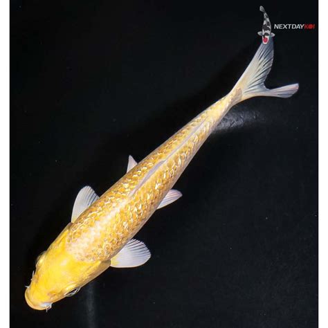 Imported Gin Rin Yamabuki Ogon Koi Fish For Sale